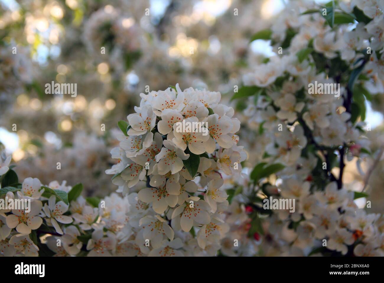 Pictures of colored blooming trees in spring Stock Photo - Alamy