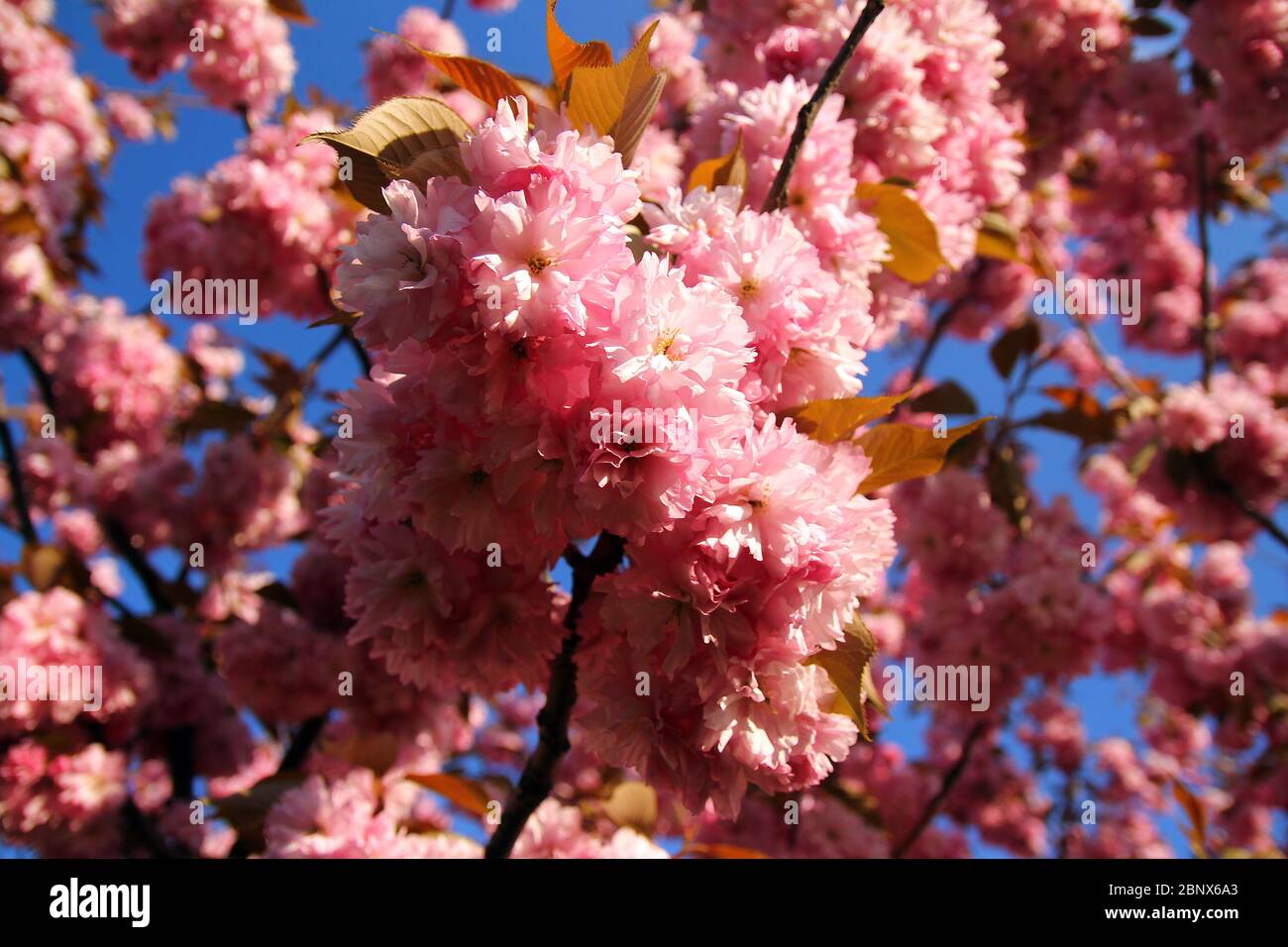 Picture of colored blooming trees in spring Stock Photo - Alamy