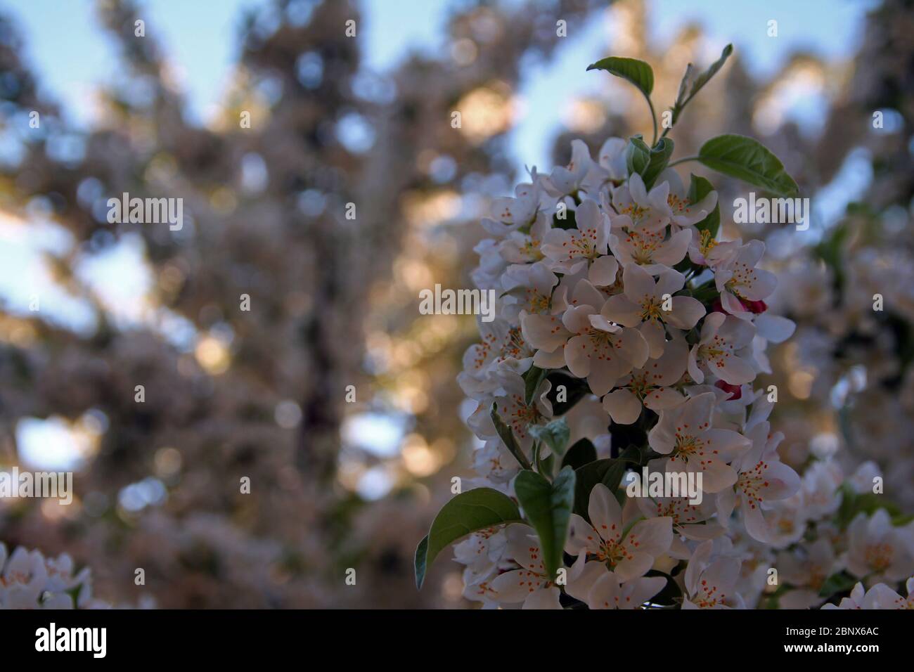 Picture of colored blooming trees in spring Stock Photo - Alamy