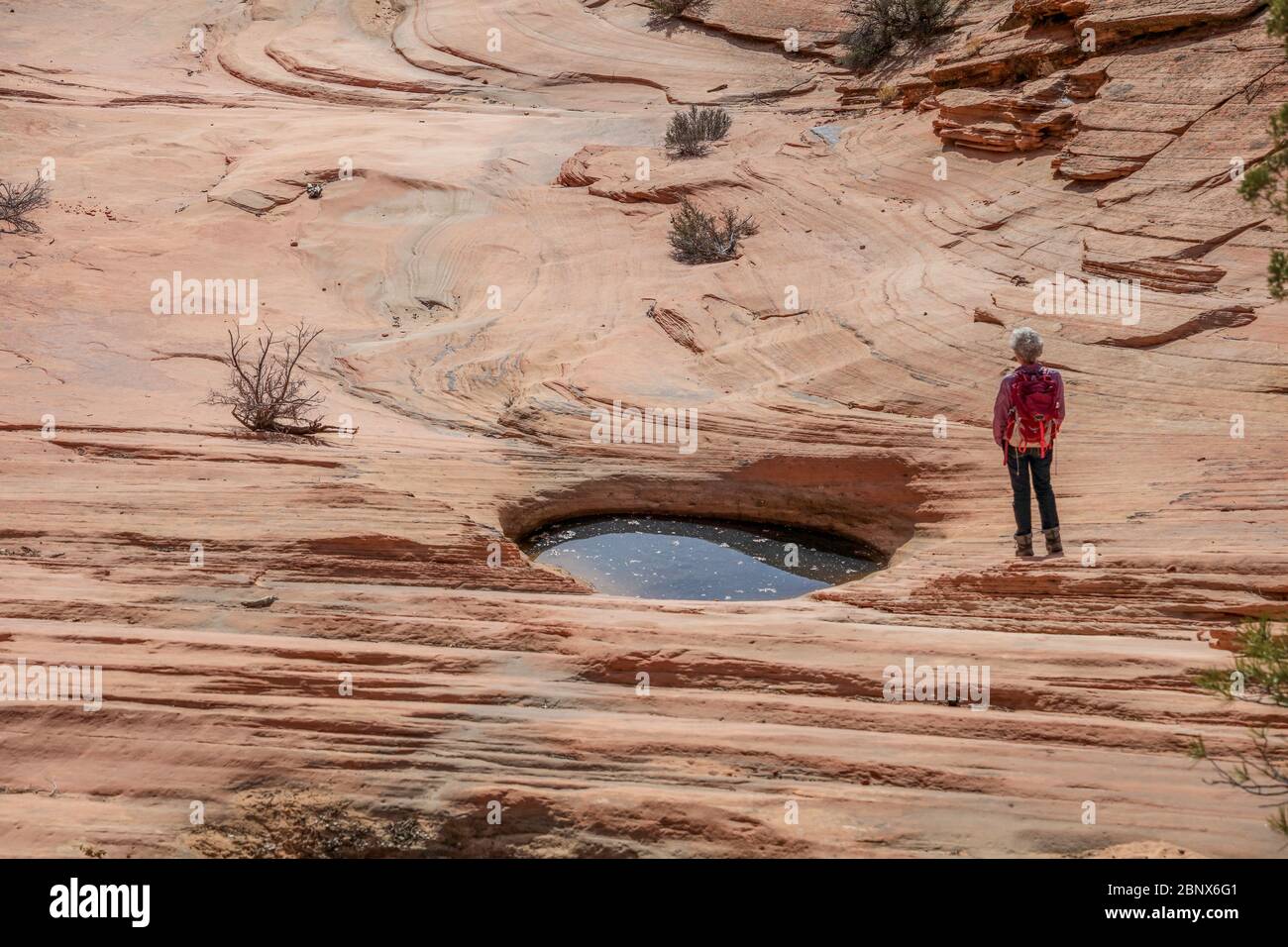 The Many Pools "trail" in Zion National Park, Utah Stock Photo - Alamy