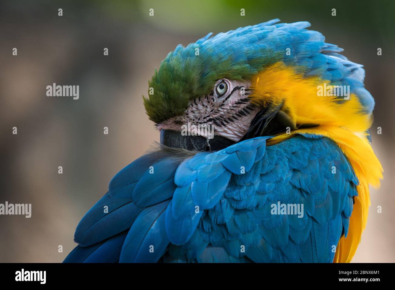 Beautiful blue and yellow Macaw parrot Stock Photo - Alamy