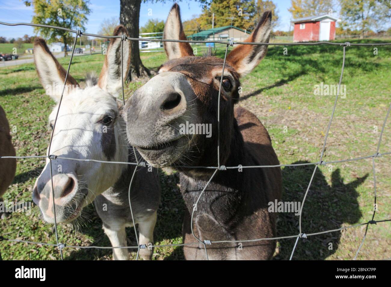 Mules along historic Route 66 in Long Lane, Missouri Stock Photo - Alamy