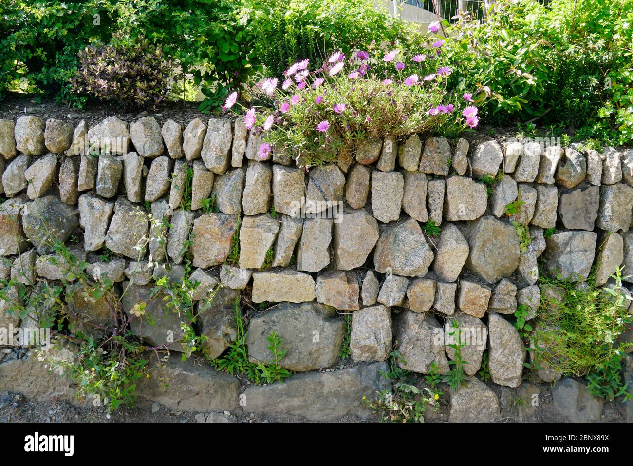 Skilled dry stone wall construction Stock Photo - Alamy