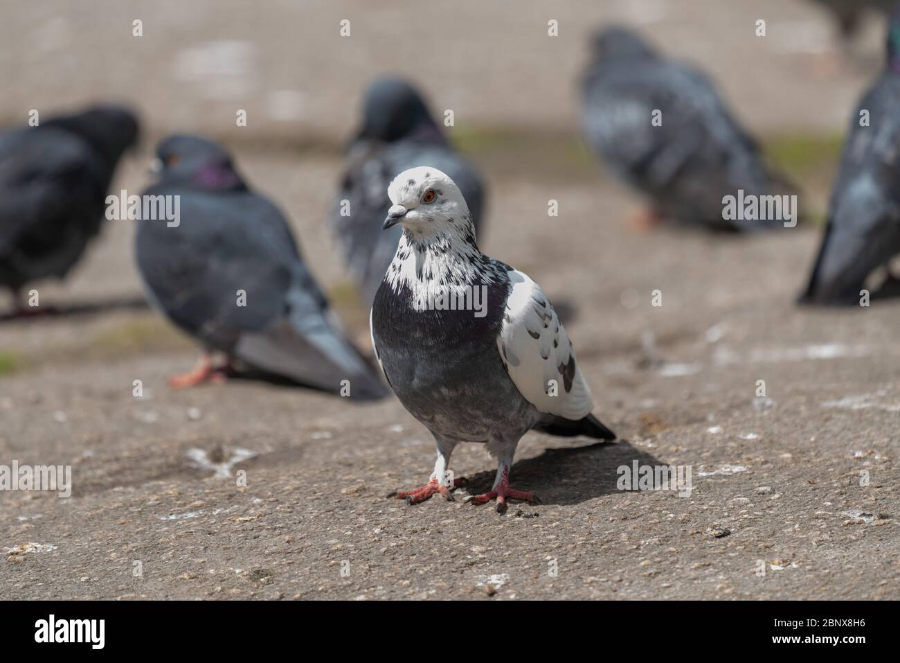 Rock pigeons on the ground Stock Photo - Alamy