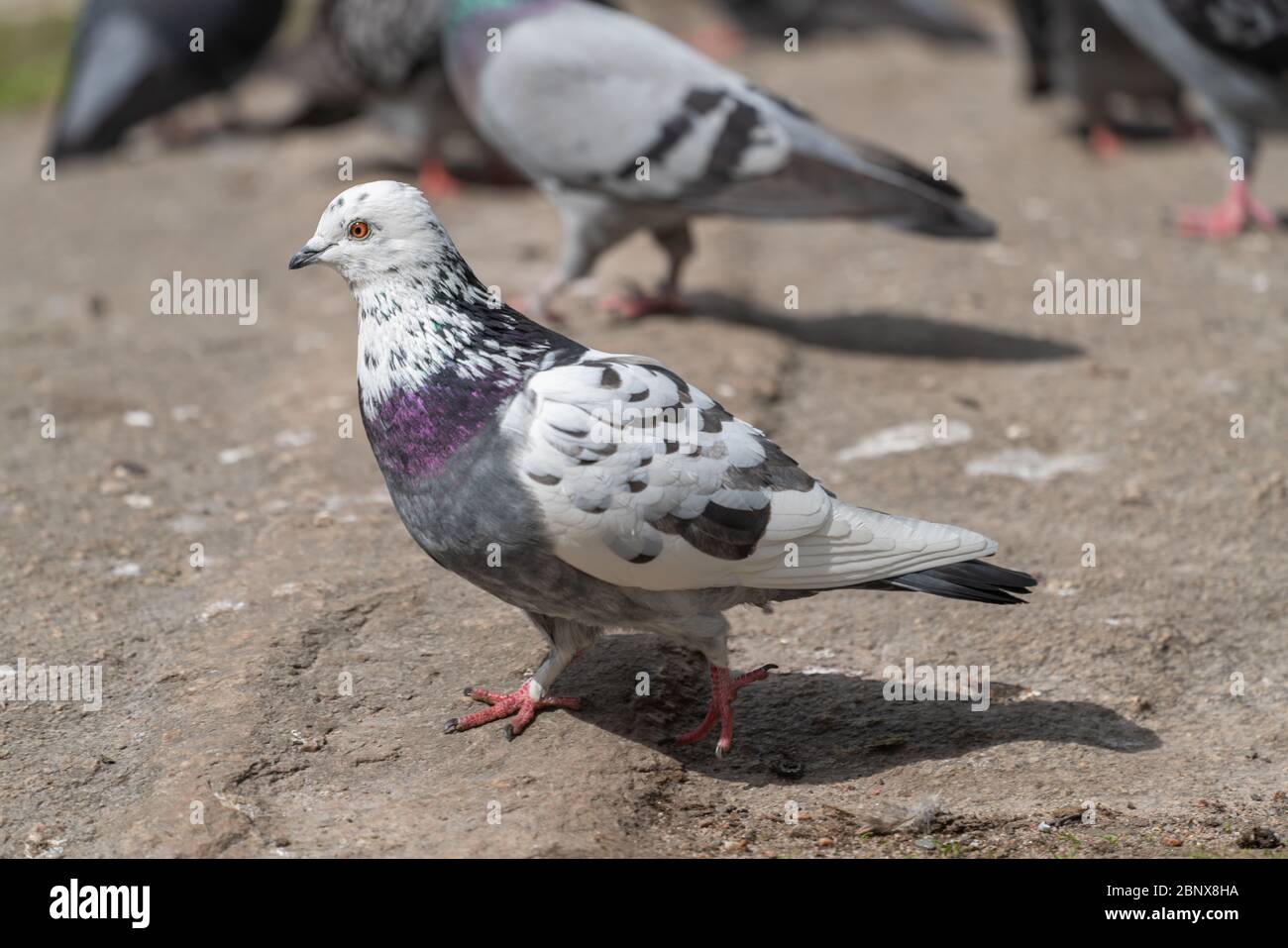 Rock pigeons on the ground Stock Photo - Alamy