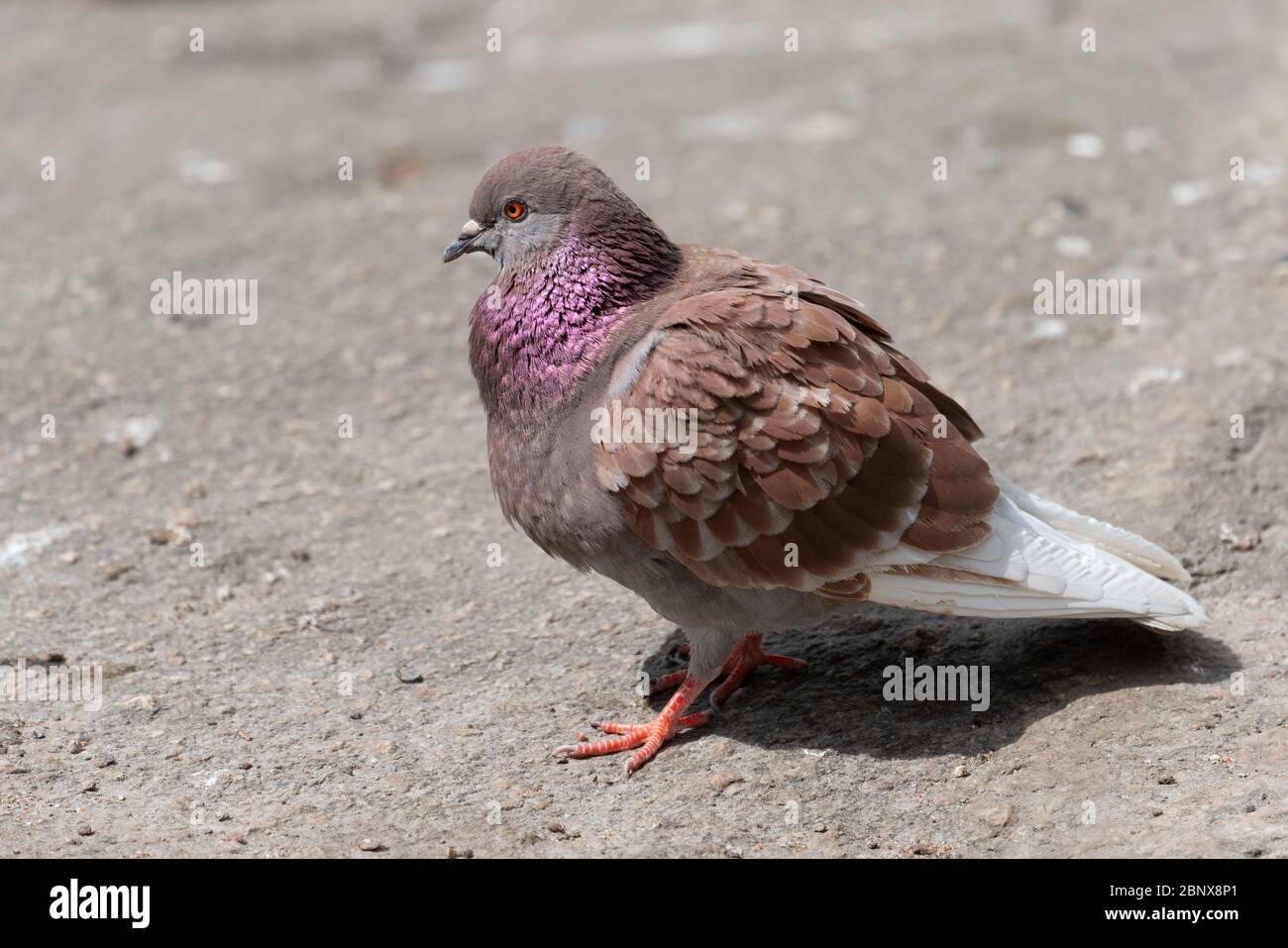 Rock pigeon on the ground Stock Photo - Alamy