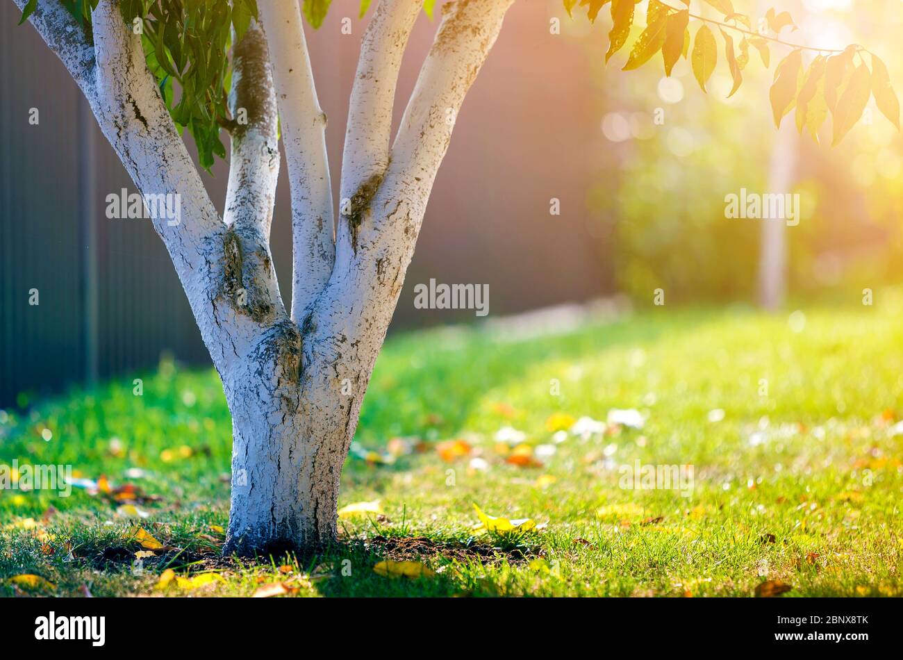 Whitewashed bark of tree growing in sunny orchard garden on blurred ...