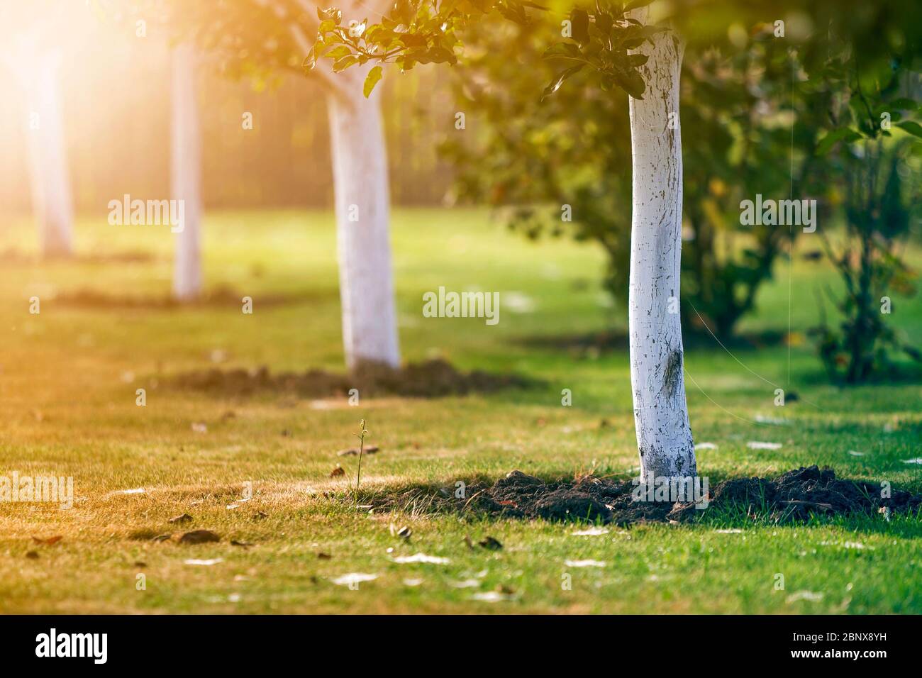 Whitewashed bark of tree growing in sunny orchard garden on blurred ...