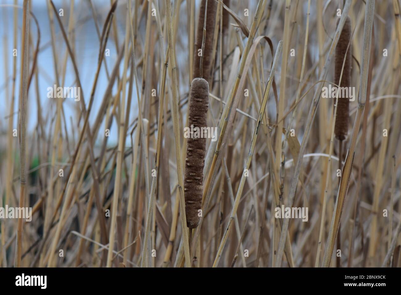 Reed like grass hi-res stock photography and images - Alamy