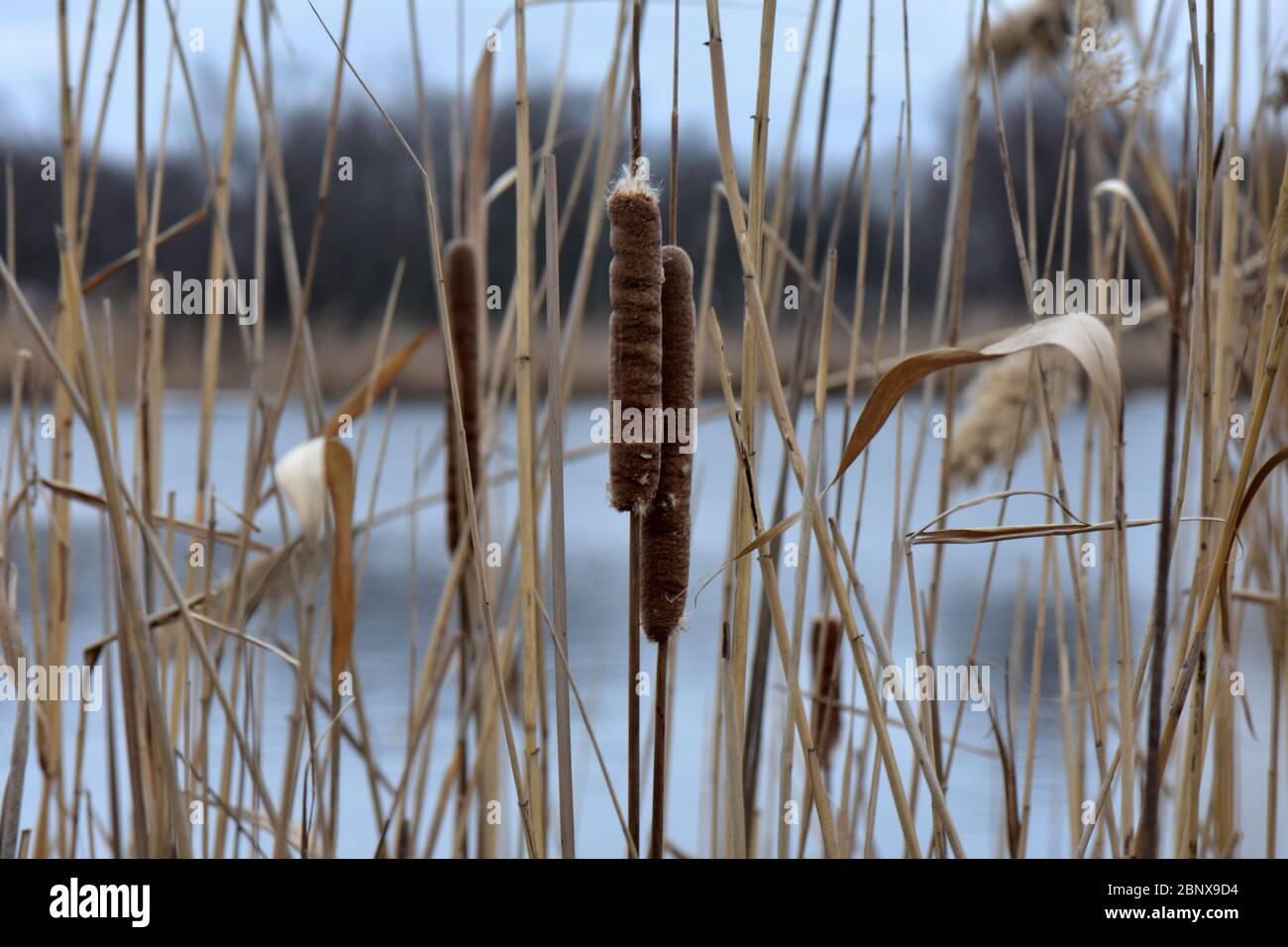 Dry reed hi-res stock photography and images - Alamy