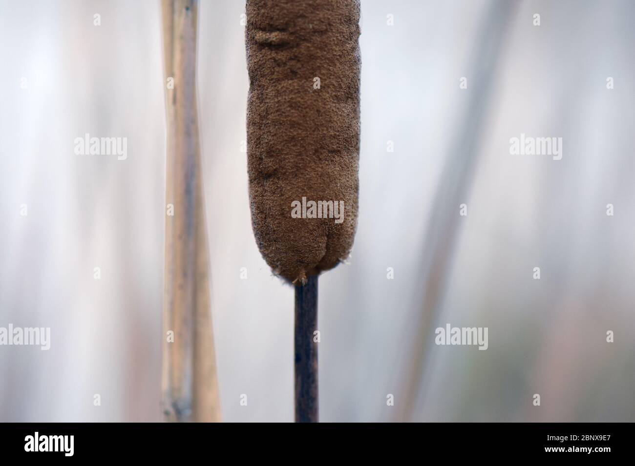 Reed like grass hi-res stock photography and images - Alamy