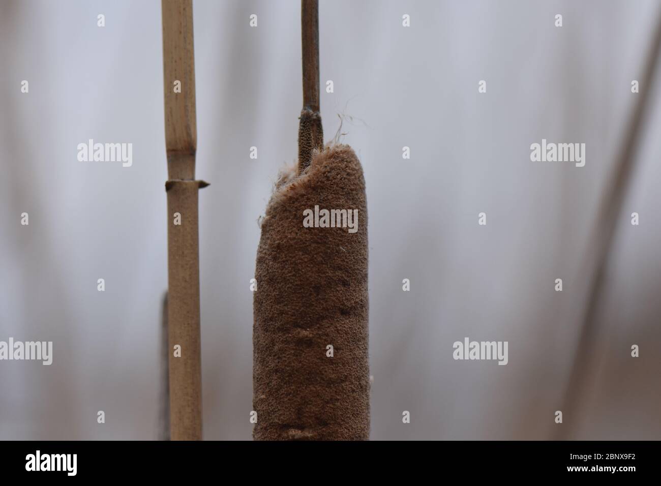 Dry reed in river hi-res stock photography and images - Alamy