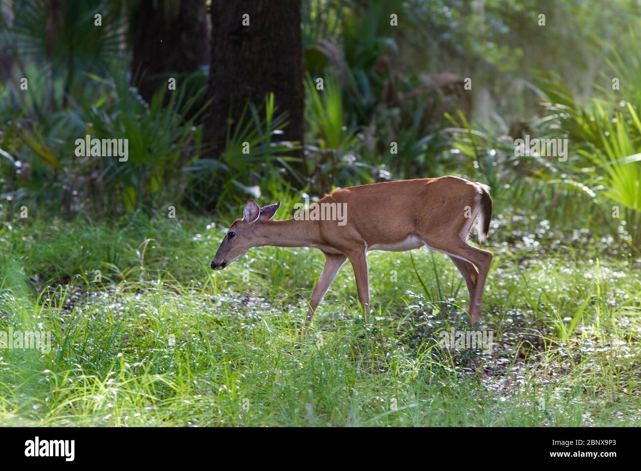 Doe walking hi-res stock photography and images - Alamy