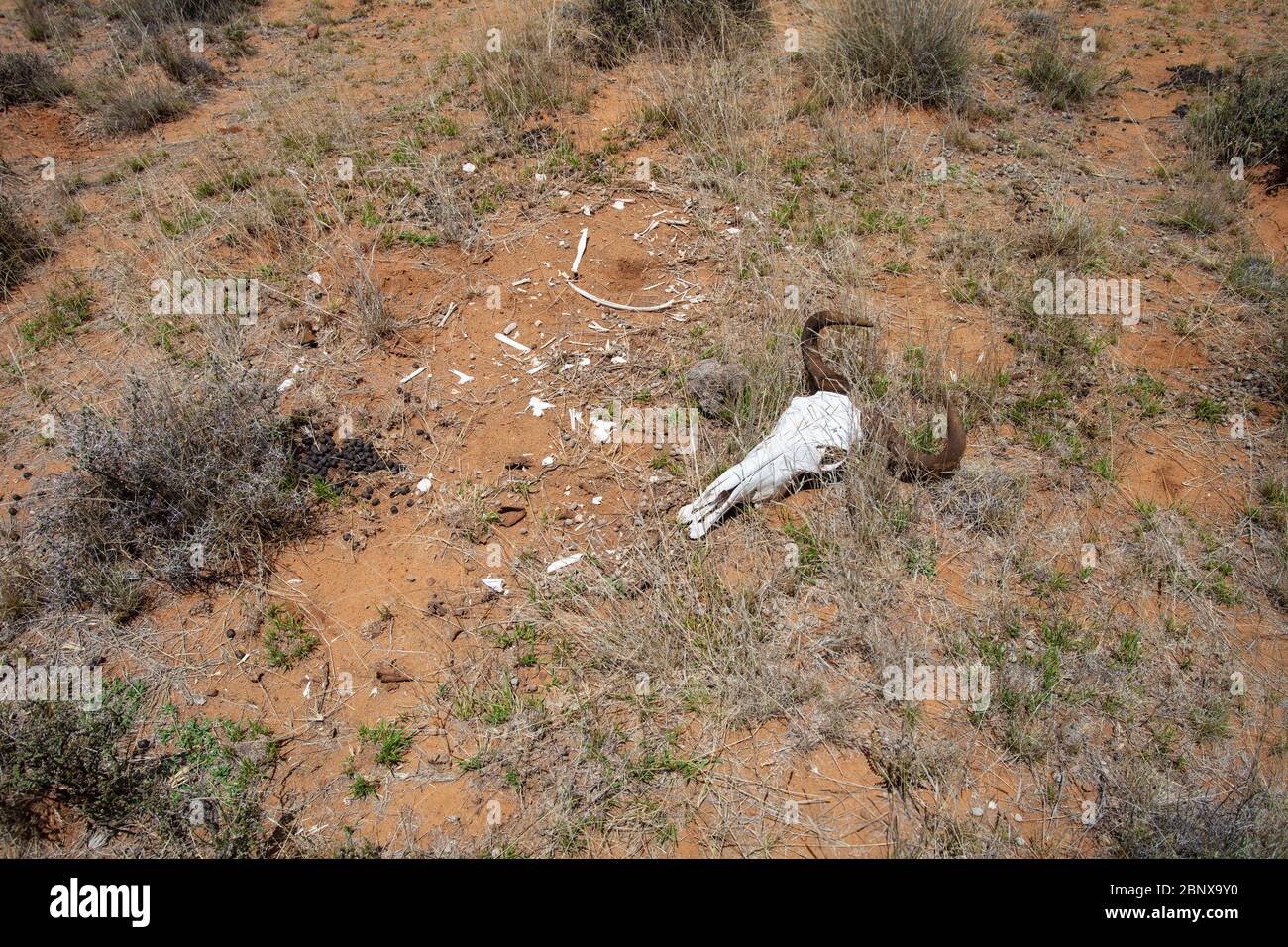 Dry Conditions, Sheep Farm, The Karoo, South Africa Stock Photo - Alamy