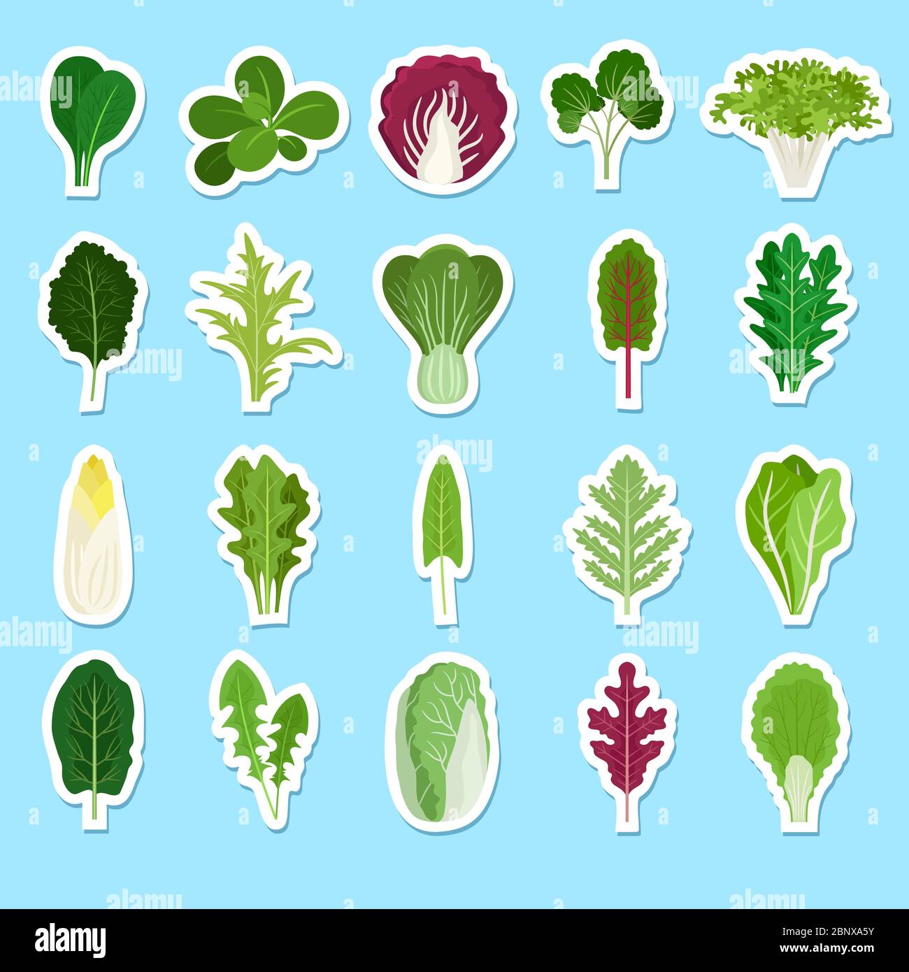 Cartoon Lettuce Leaf