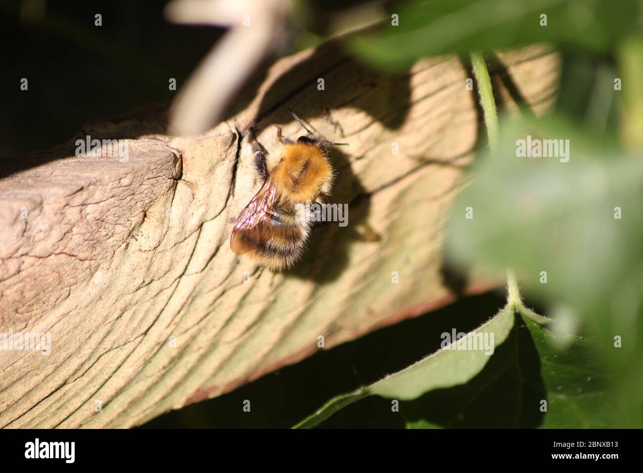 bumblebee in the garden Stock Photo - Alamy