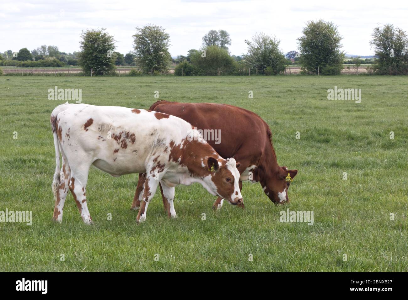 Holstein Friesian Dairy cattle, brown and white cattle grazing Stock ...