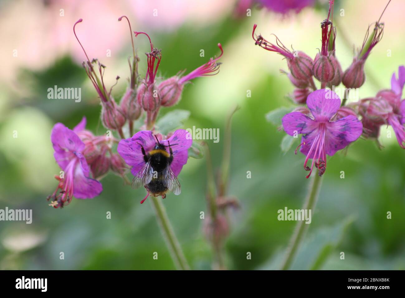 bumblebee in the garden Stock Photo - Alamy