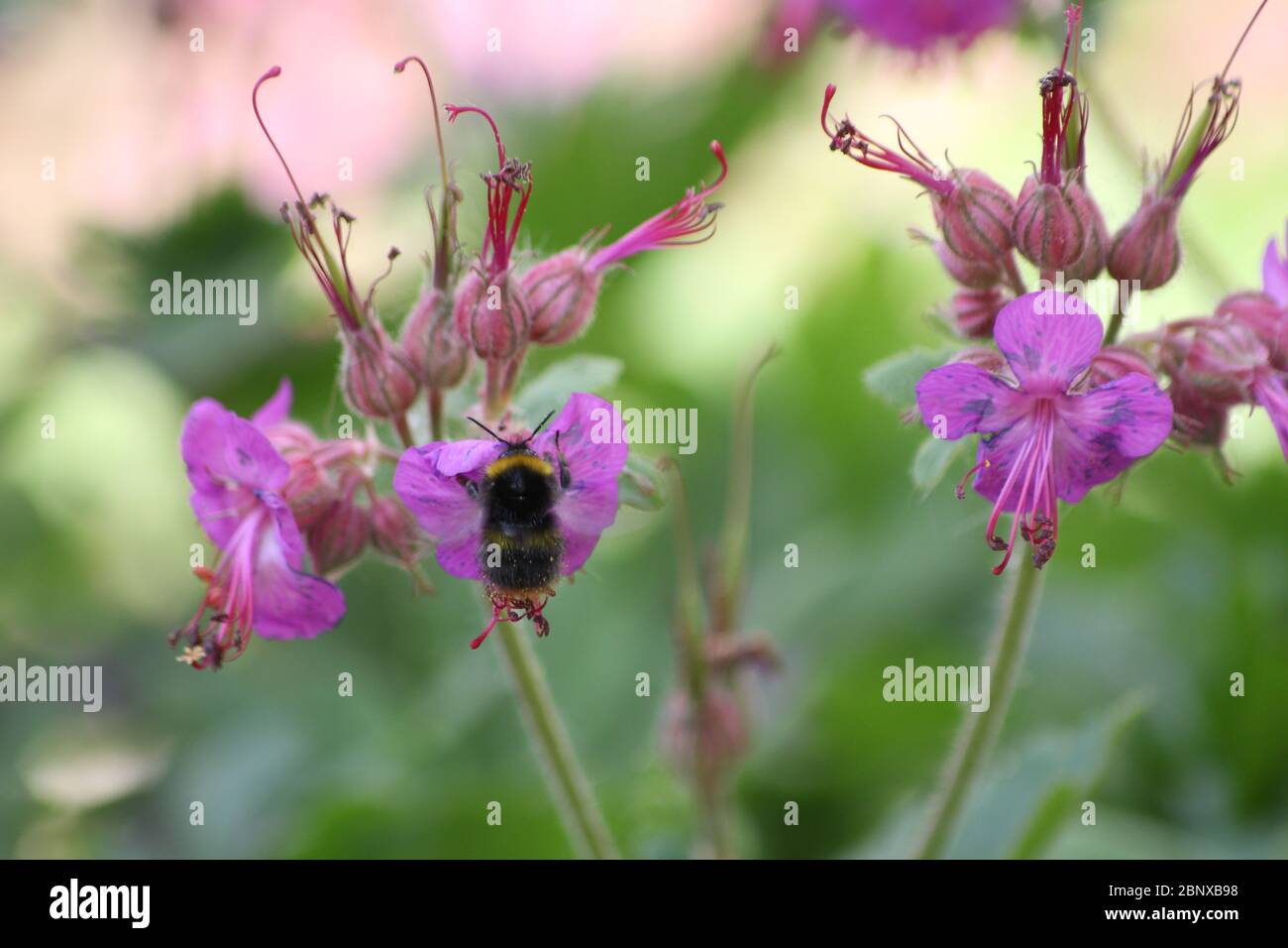 bumblebee in the garden Stock Photo - Alamy