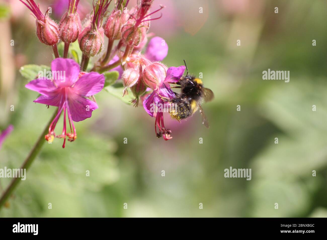 bumblebee in the garden Stock Photo - Alamy