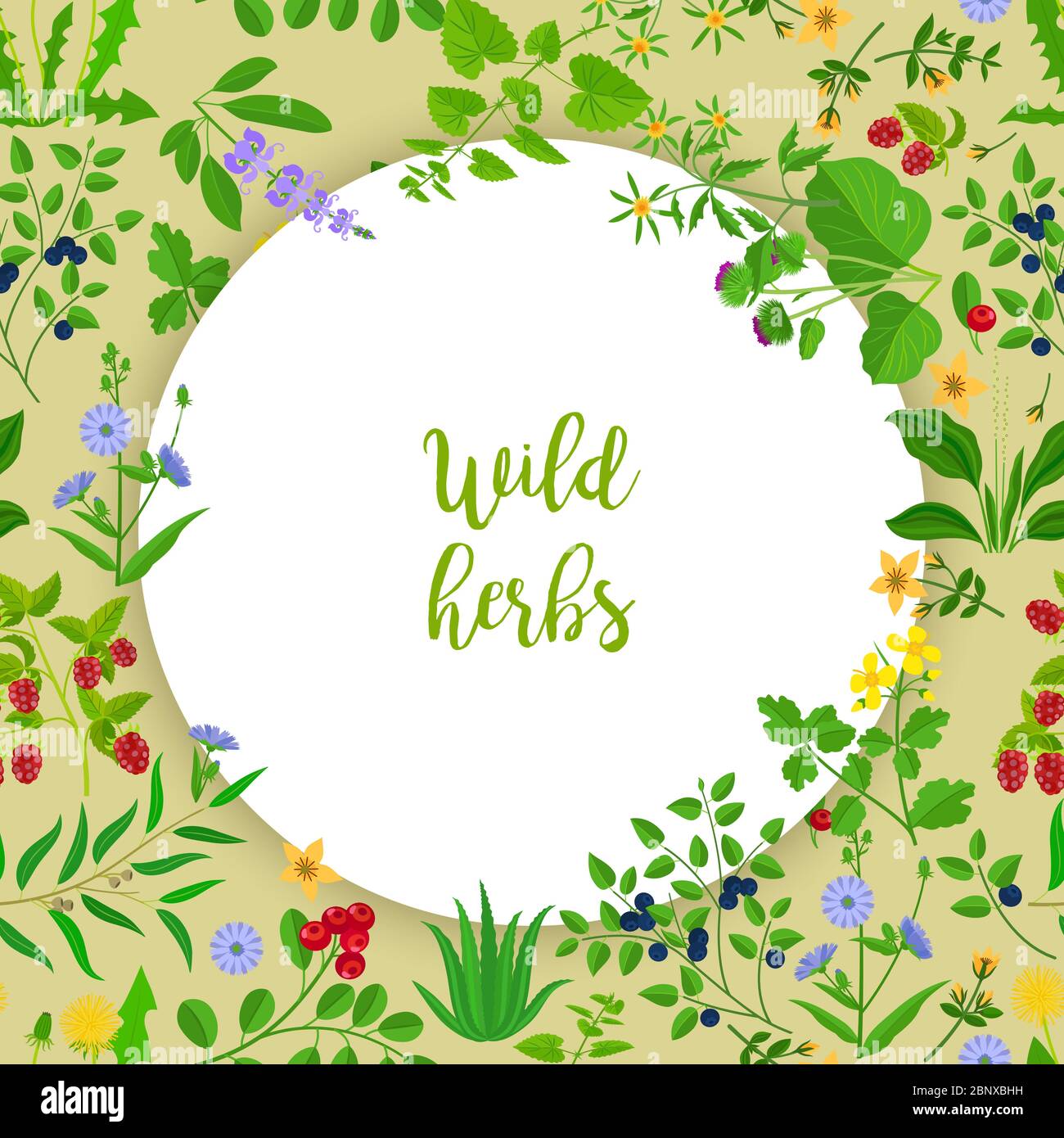 Wild herbs, flowers and berries circle frame. Vector illustration Stock ...