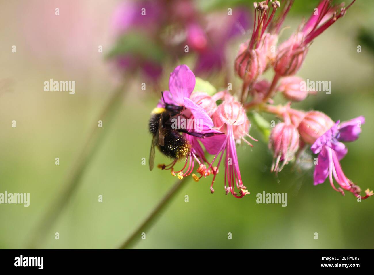 bumblebee in the garden Stock Photo - Alamy