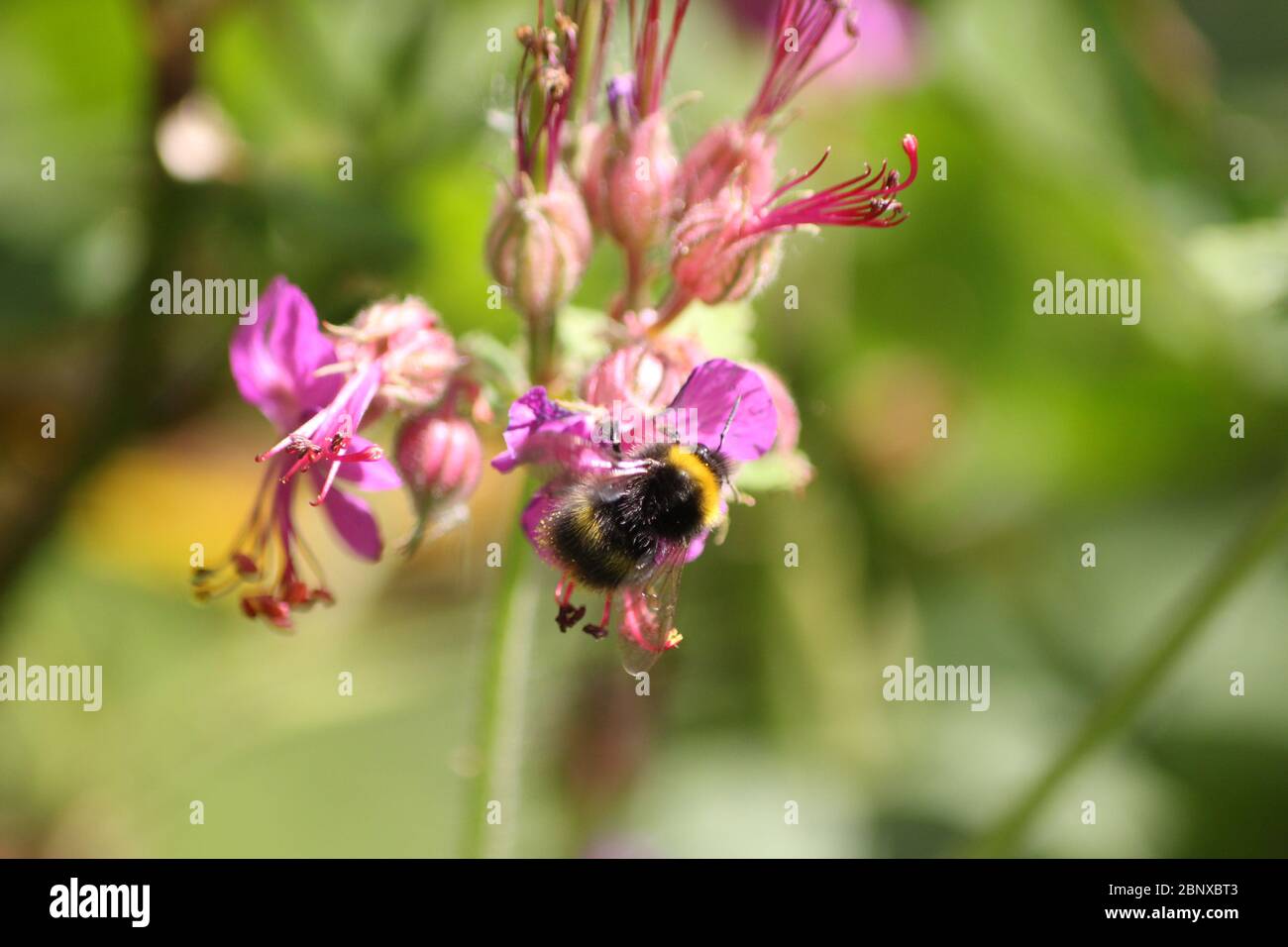 bumblebee in the garden Stock Photo - Alamy