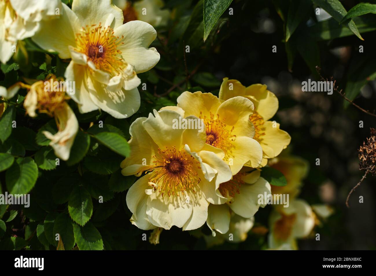 Close-up of bright yellow and orange dog roses (Rosa corymbifera) in ...