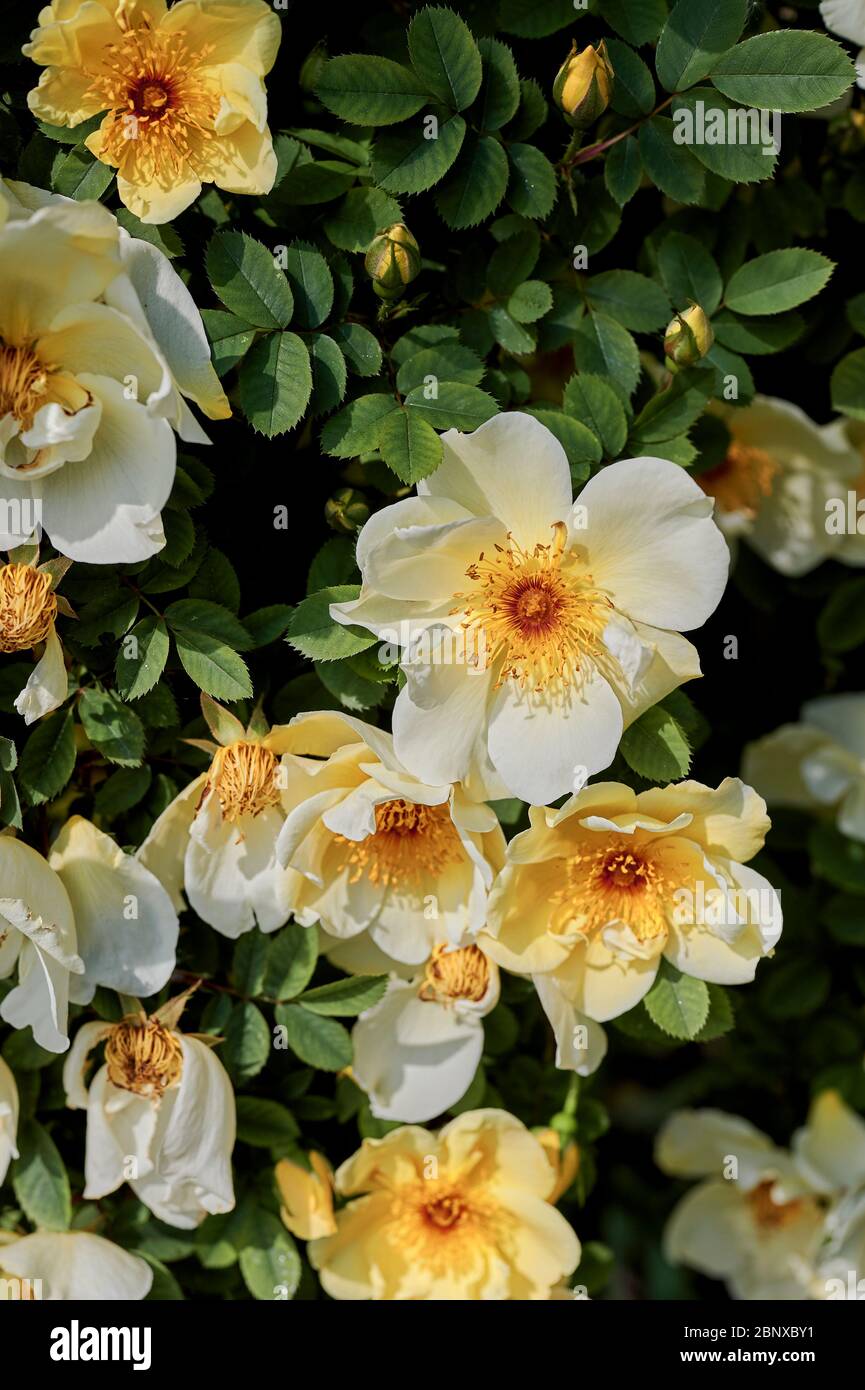 Close-up of bright yellow and orange dog roses (Rosa corymbifera) in ...