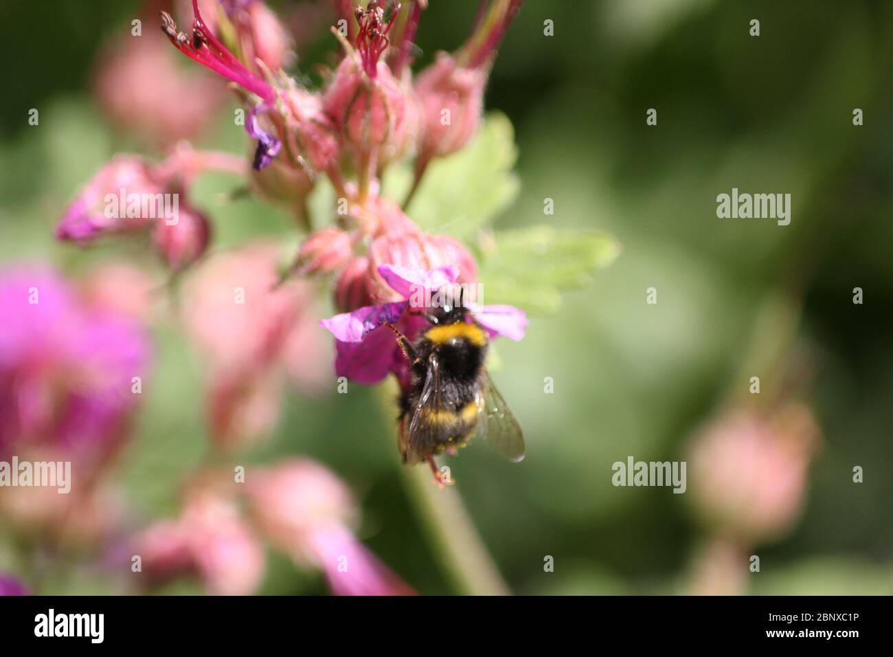 bumblebee in the garden Stock Photo - Alamy