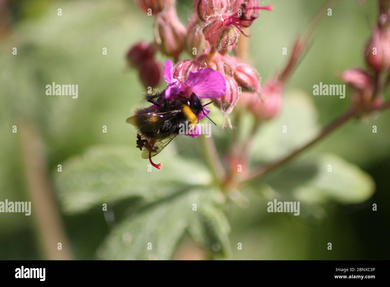 bumblebee in the garden Stock Photo - Alamy