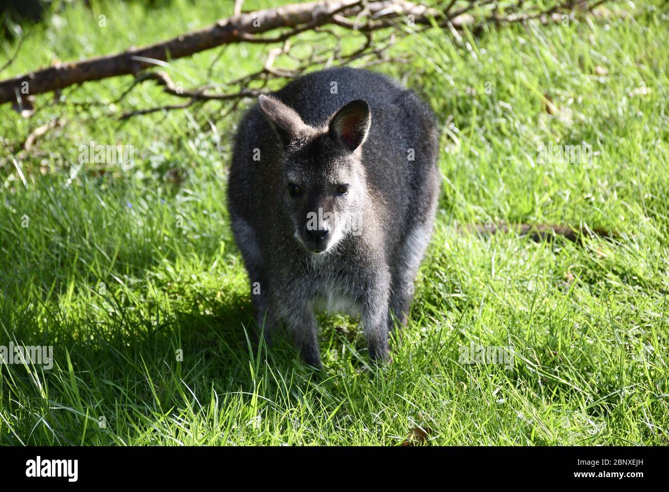 Wheres wallaby hi-res stock photography and images - Alamy