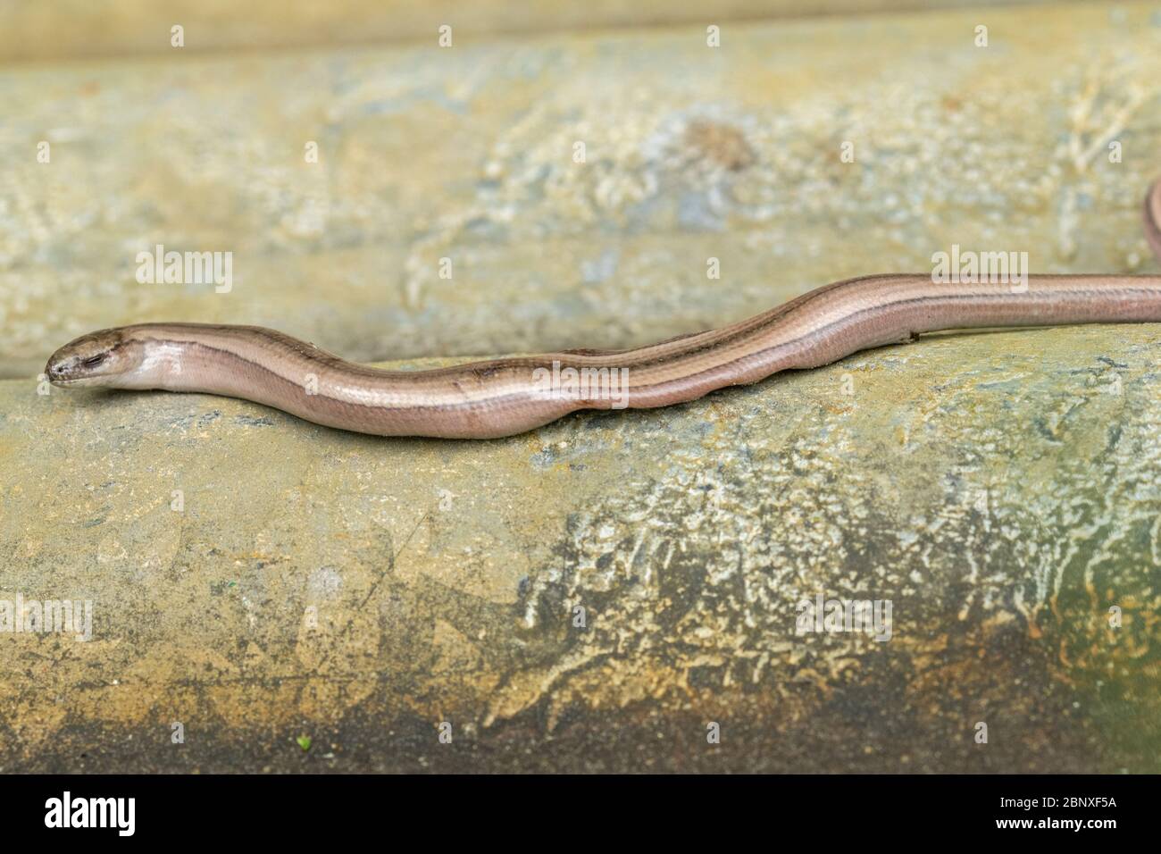 Corpse of a slow worm (Anguis fragilis) which has been squashed ...