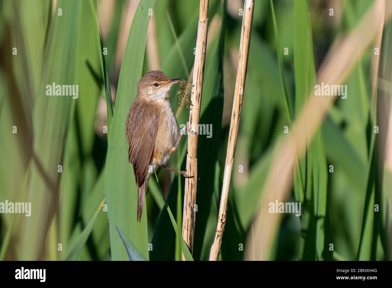 Reed Warbler-Acrocephalus scirpaceus collects material to build nest ...