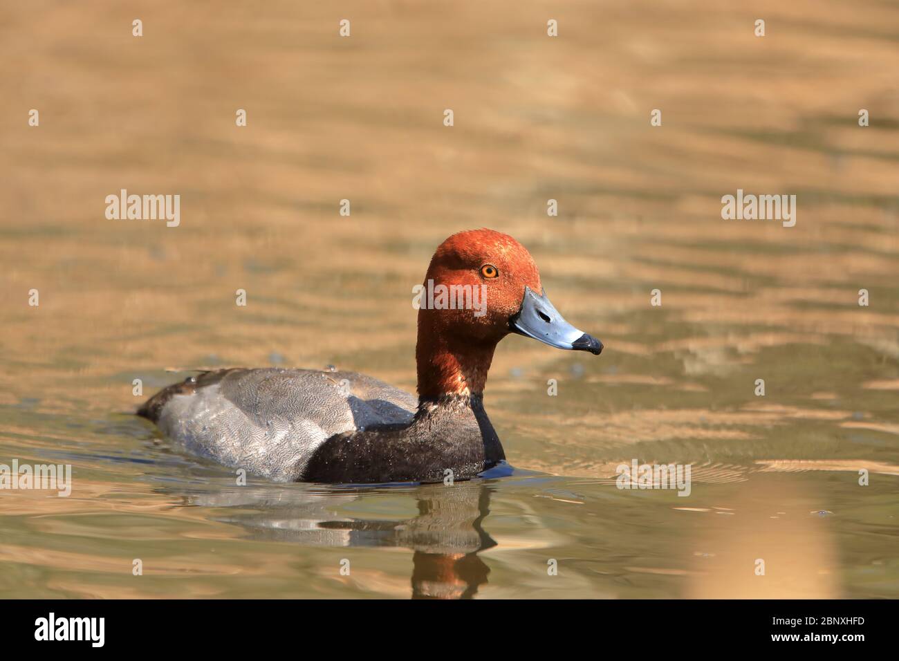 Redhead duck hi-res stock photography and images - Alamy