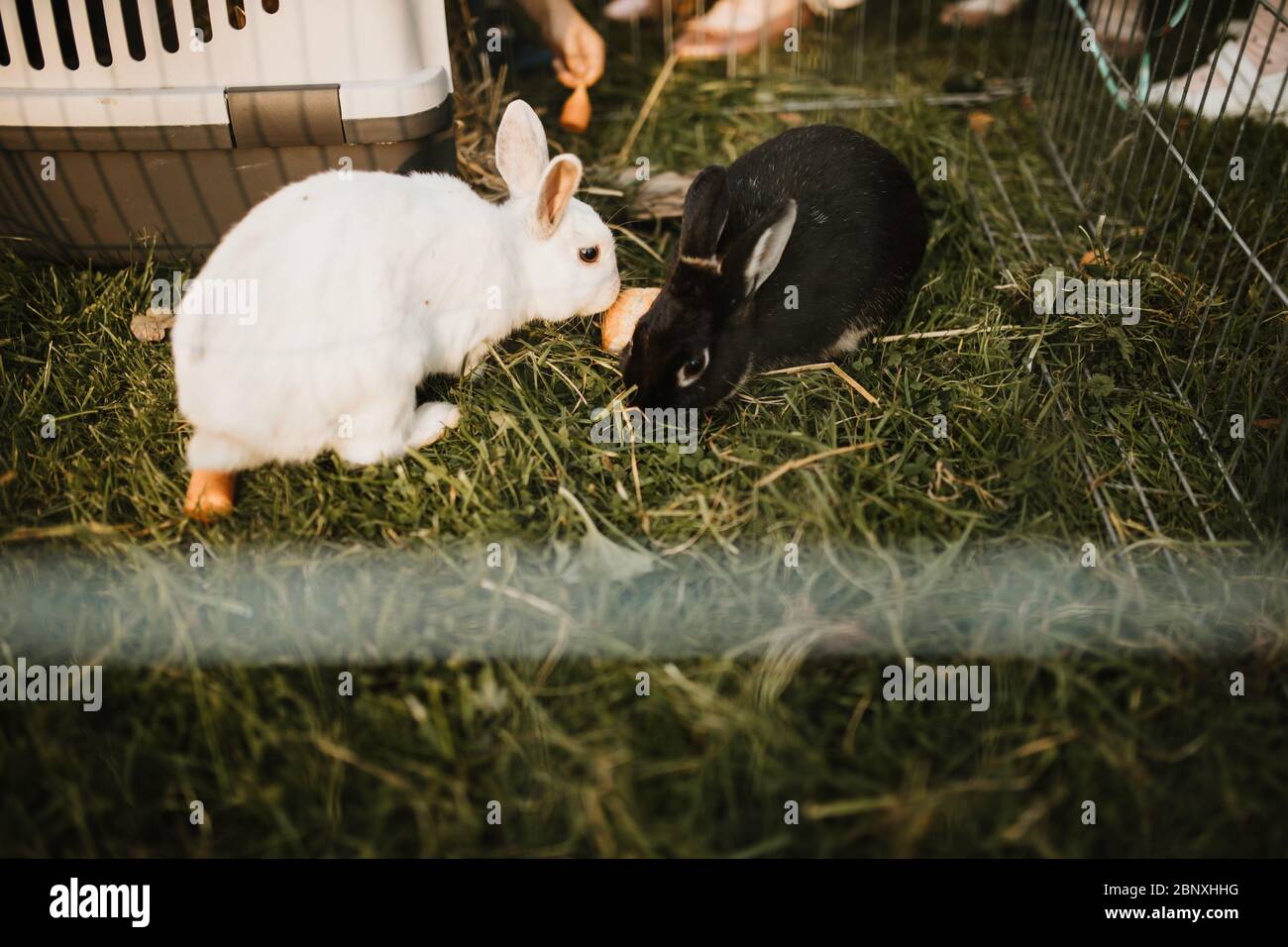 In the white rabbits house hi-res stock photography and images - Alamy