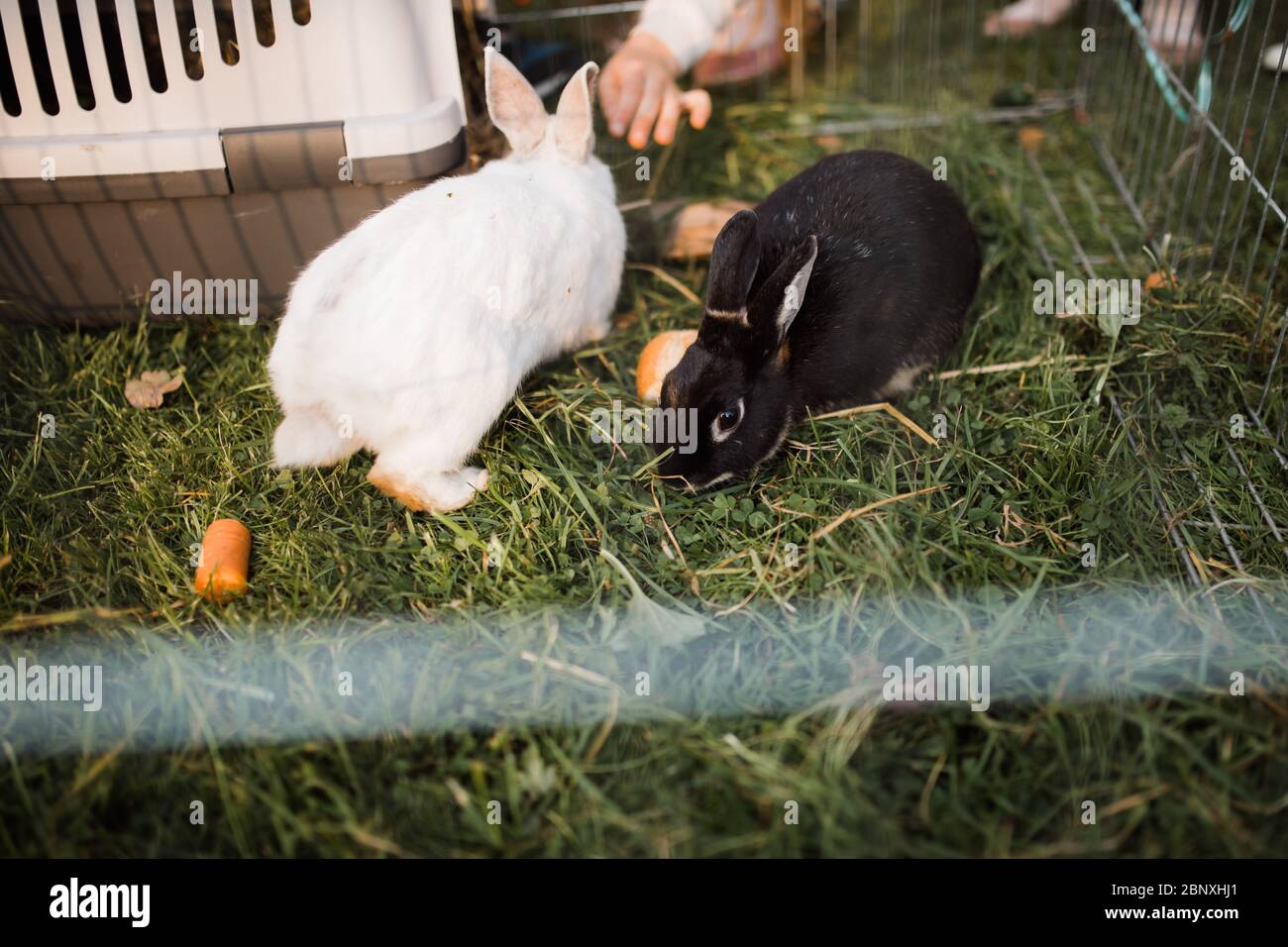 Garden rabbit two hi-res stock photography and images - Alamy