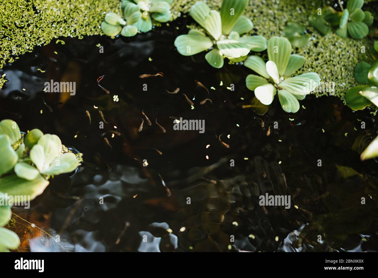 photo of tiny fish in a pond Stock Photo - Alamy