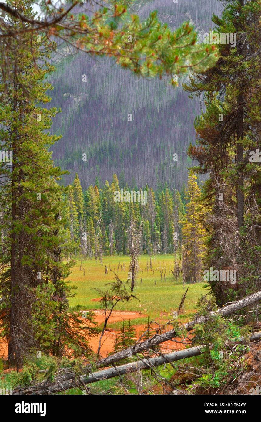 Green field pine forest hi-res stock photography and images - Alamy