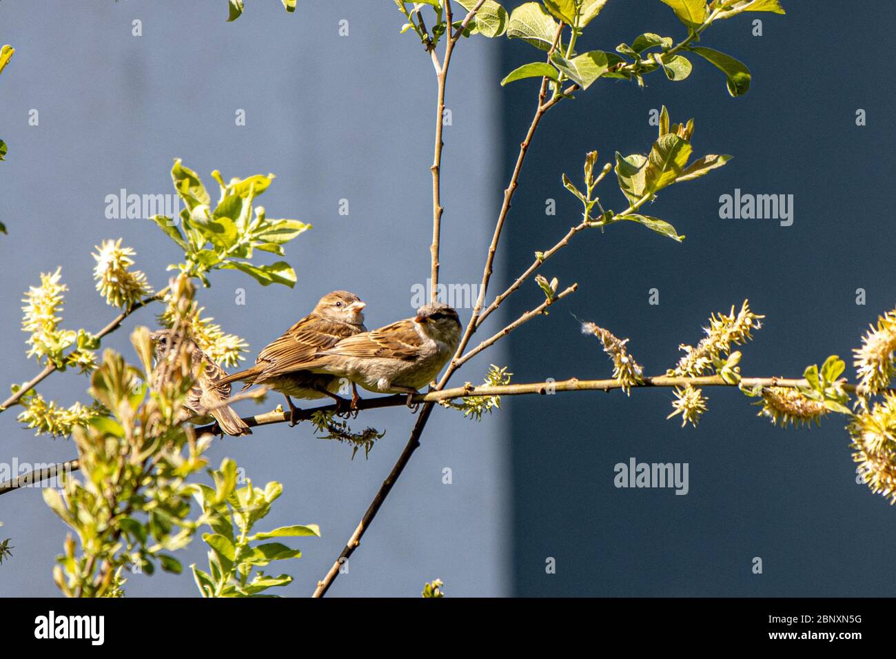 three sparrows sitting side by side on a branch Stock Photo - Alamy