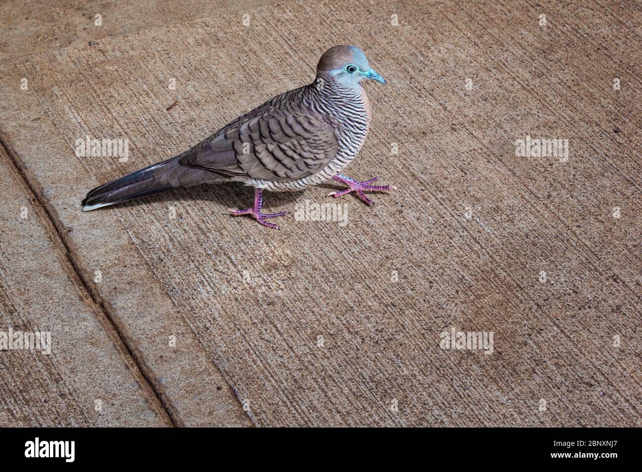 A bird walking on the sidewalk Stock Photo - Alamy