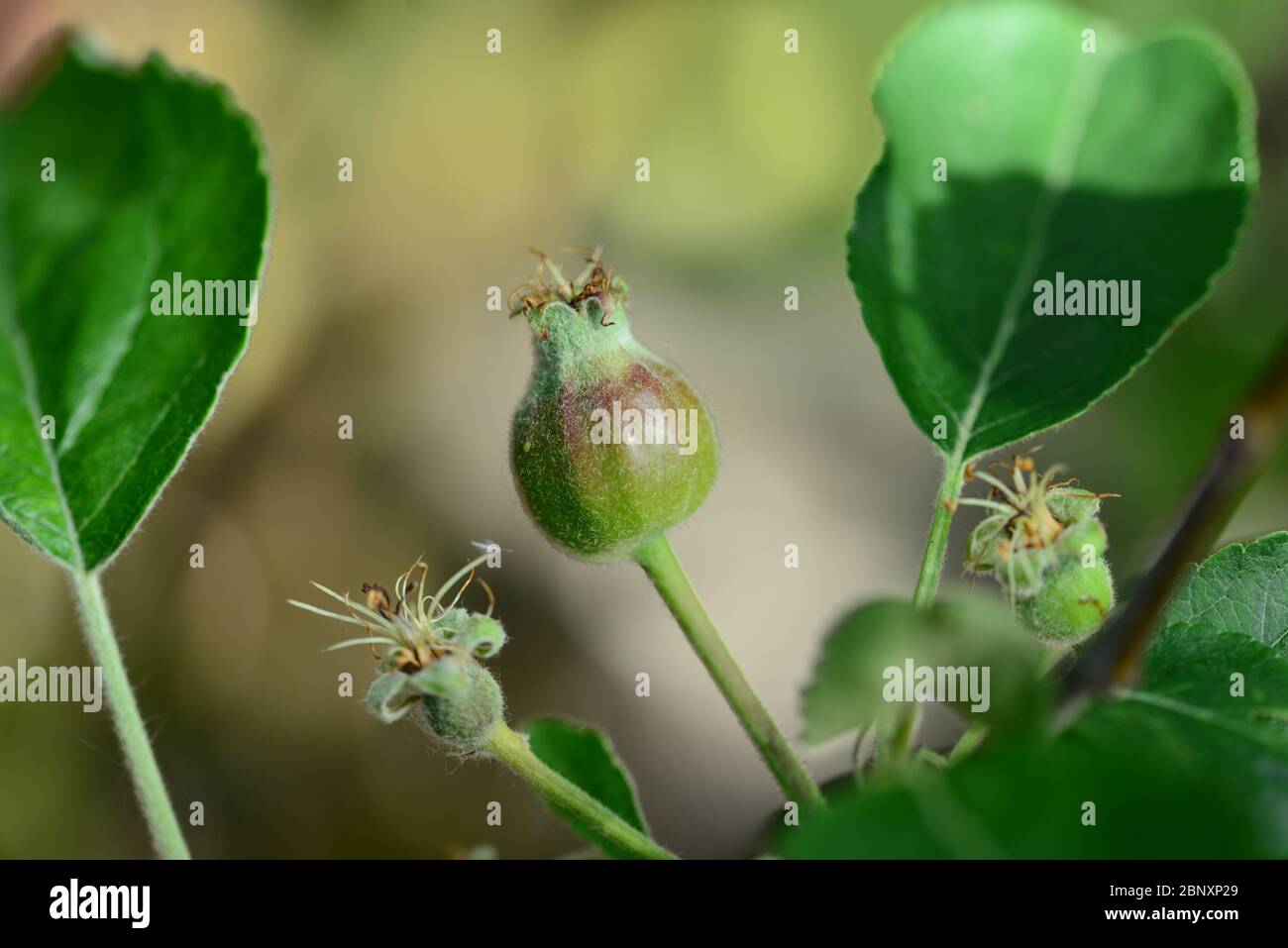 Embryo fruit hi-res stock photography and images - Alamy