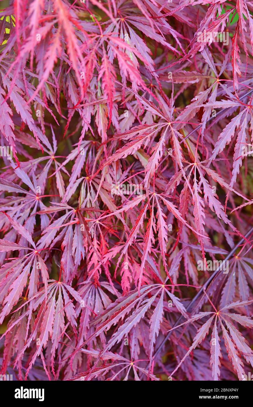 Red foliage of the weeping Laceleaf Japanese Maple tree (Acer palmatum ...