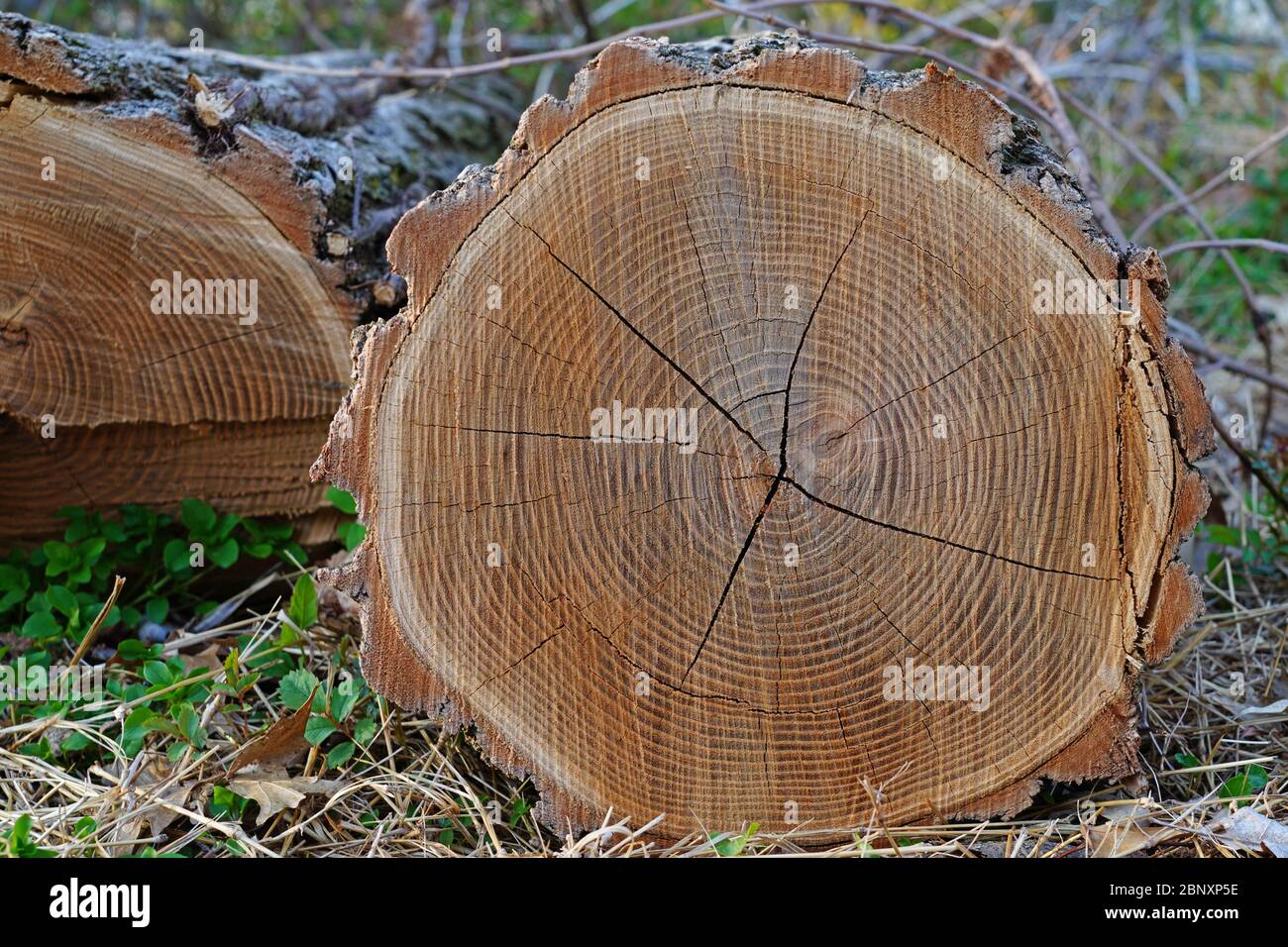 Round wood log tree trunk with visible ring texture Stock Photo - Alamy