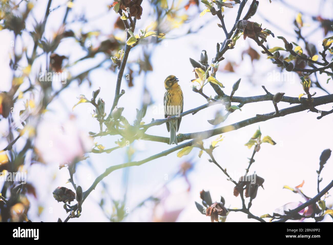 Wildlife blossom hi-res stock photography and images - Alamy