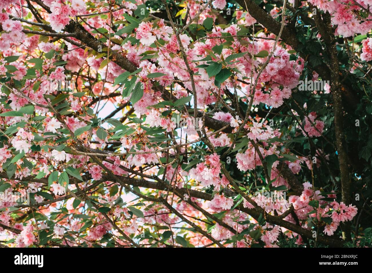 Pink flowers of a cherry tree in spring Stock Photo - Alamy