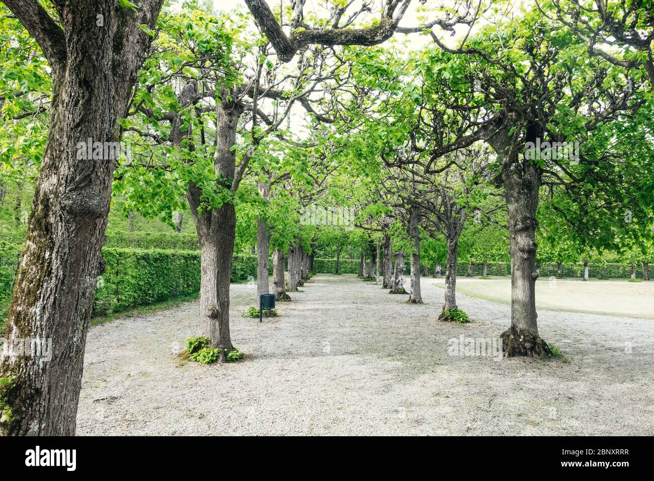 Deciduous tree avenue hi-res stock photography and images - Alamy