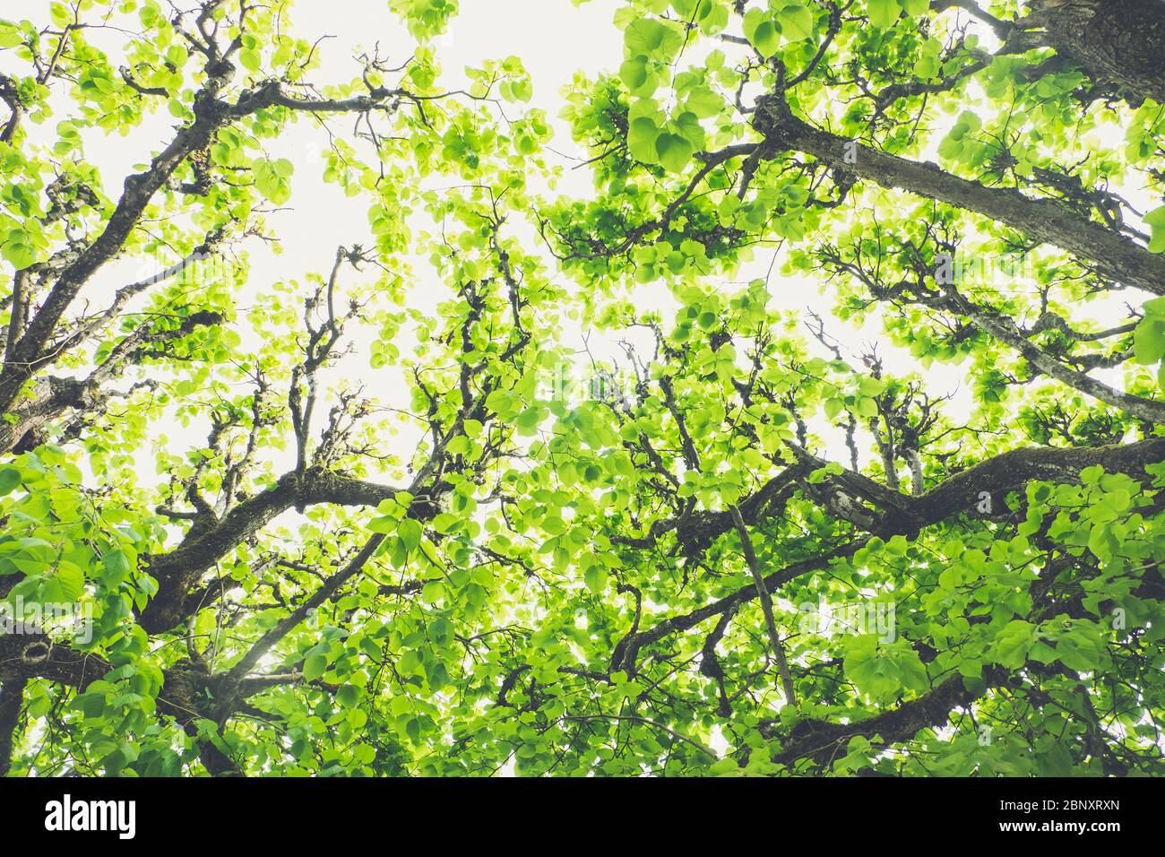 Canopy of leaves from trees in a park Stock Photo - Alamy