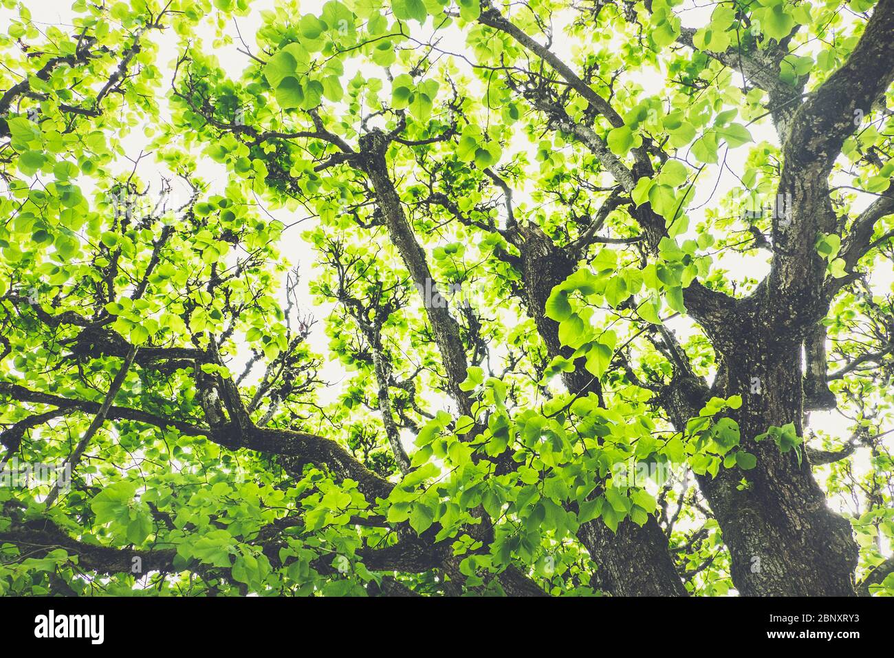 Canopy of leaves hi-res stock photography and images - Alamy