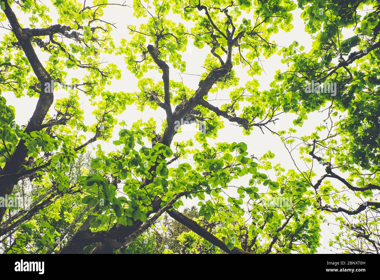 Canopy of leaves from trees in a park Stock Photo - Alamy